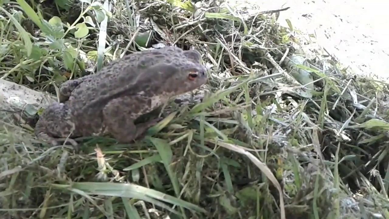 Встреча с Царевной Лягушкой #лягушка #загороднаяжизнь #frog