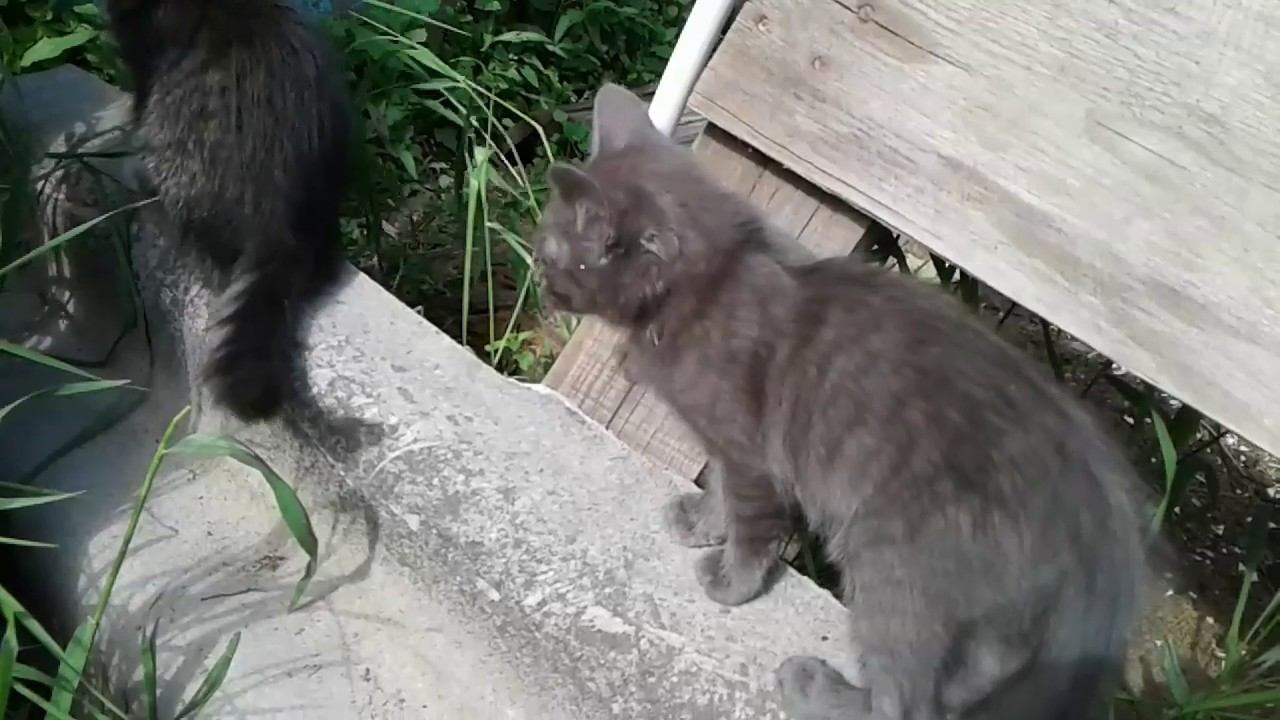 Котята загуляли Джуля у нас умница #котята #собака #слепая  #моипитомцы #mypets #dog #blinddog