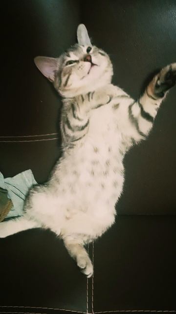 Котёнок на расслабоне.