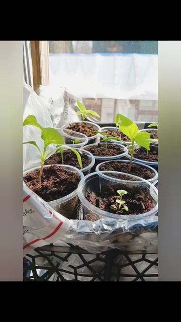 Рассада 🌱🌱🌱