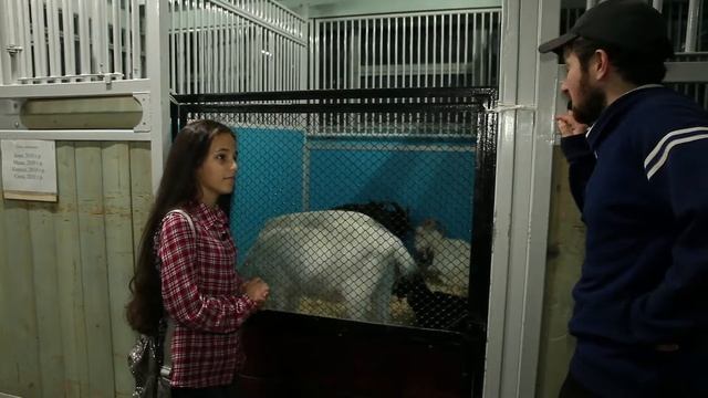 18. Жизнь животных Большого Московского Цирка-001