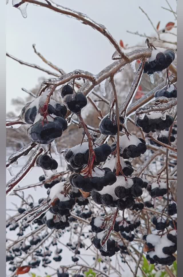 Красивые последствия ледяного дождя инеобычные сосульки.