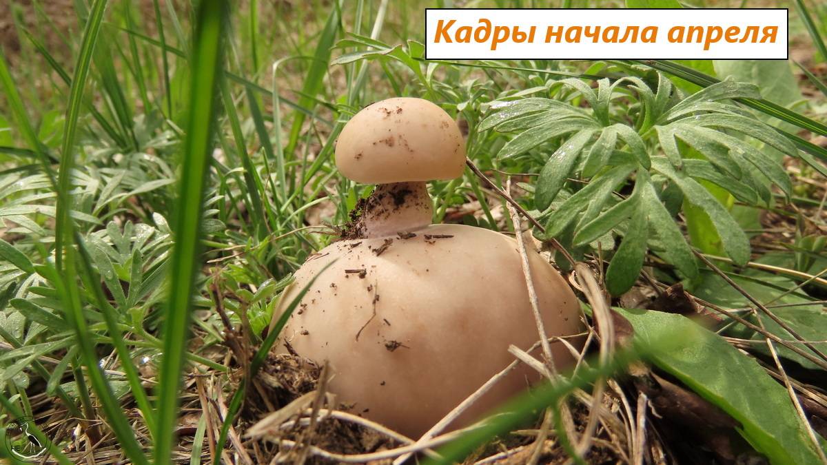 Кадры начала апреля: двойной гриб, ситуации в жизни птиц, кивсяки-многоножки. 2025