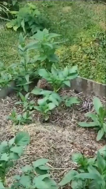 сажусь на диету!