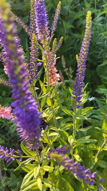 Вероника колосистая и шмель