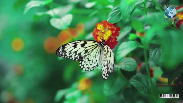 Классическая музыка и красота природы для релаксации или сна. Фридерик Шопен и прекрасные бабочки.