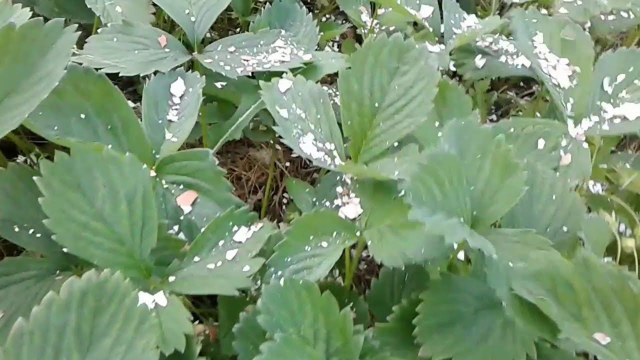 Слизни  в огороде борьба без химии #огород #слизни #slugs  #garden