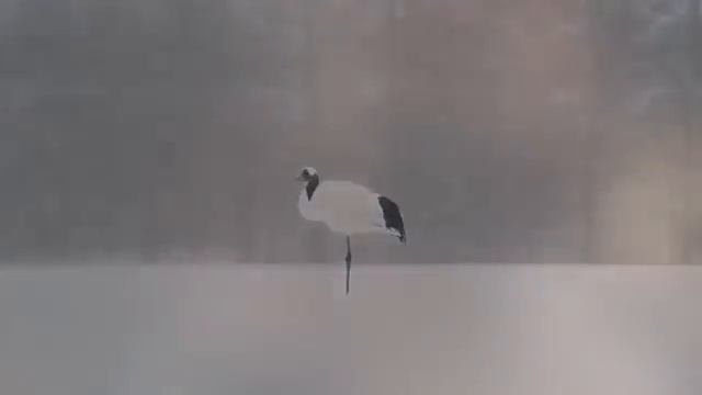 Димаш Кудайбергенов - Крик журавля