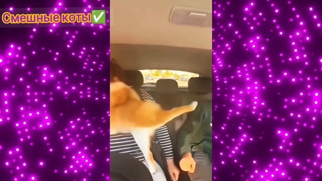 Смешные коты Подборка #24/ Забавные видео про домашних животных/ Смотреть приколы про котиков 2025