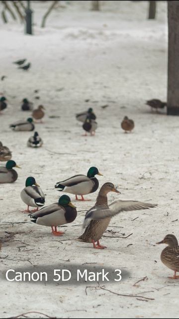 МС Калейнар-5Н 2.8/100