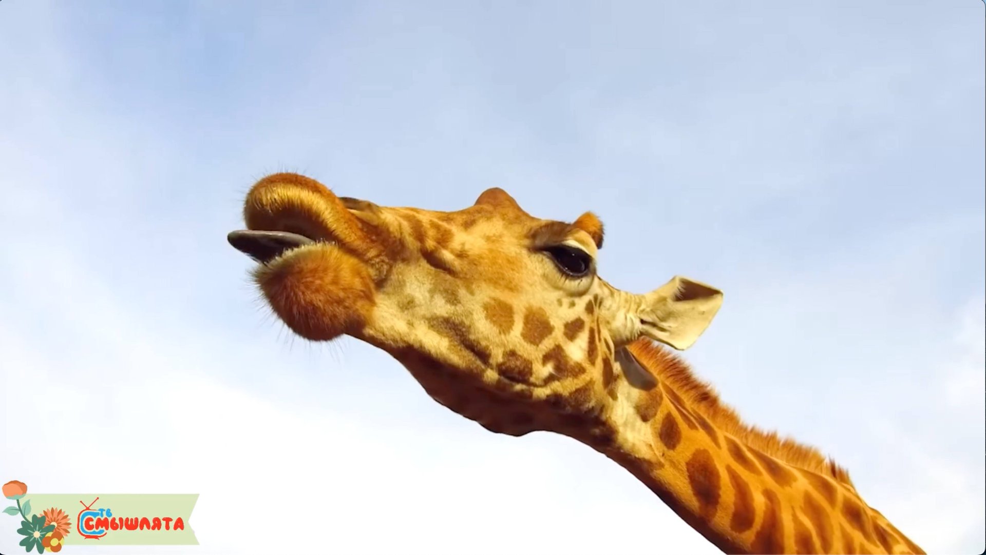 Изучаем ЖИВОТНЫХ АФРИКИ - видео и звуки. Развивающие мультики для МАЛЫШЕЙ и ДЕТЕЙ, 2+