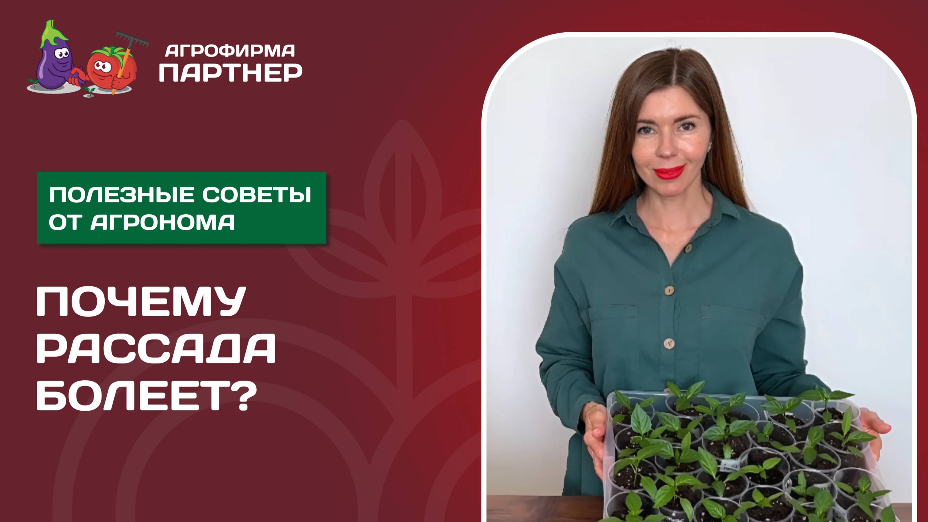 ЧЕРНАЯ НОЖКА, ОЭДЕМА, ХЛОРОЗ — КАК СПАСТИ РАССАДУ ОТ БОЛЕЗНЕЙ?