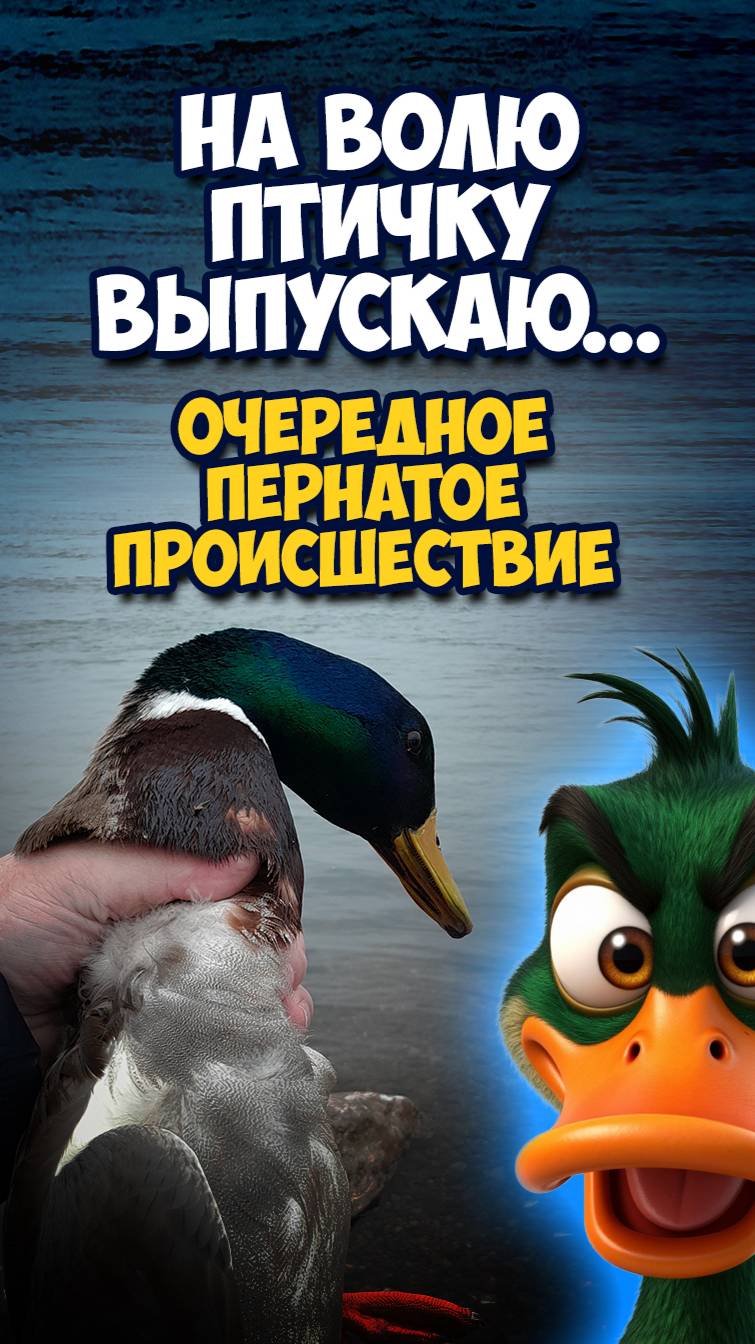 На волю птичку выпускаю.. Или очередное пернатое происшествие на рыбалке.