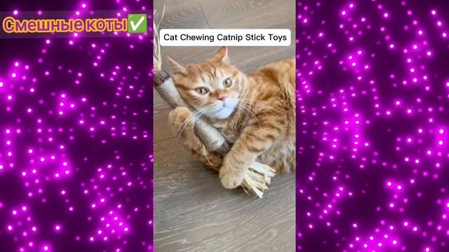 Смешные коты Подборка #25/ Забавные видео про домашних животных/ Смотреть приколы про котиков 2025