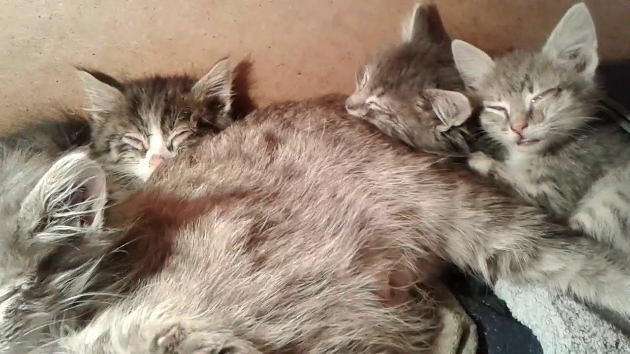 Лечение котят успешно #котята #лечение #моипитомцы #kittens #mypets #treatment #жалко #miserably