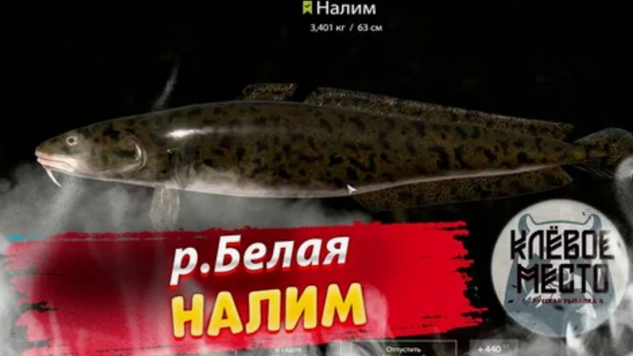 как поймать большого налима на Реке Белой в игре Русская Рыбалка 4