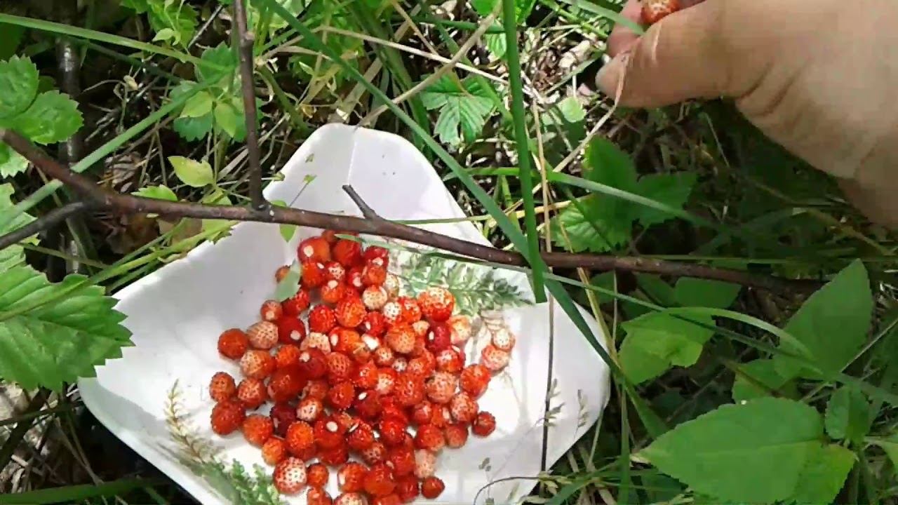 Собираю землянику Не соблюдаю меры безопасности #сборягод #земляника  #куры #strawberry #berries
