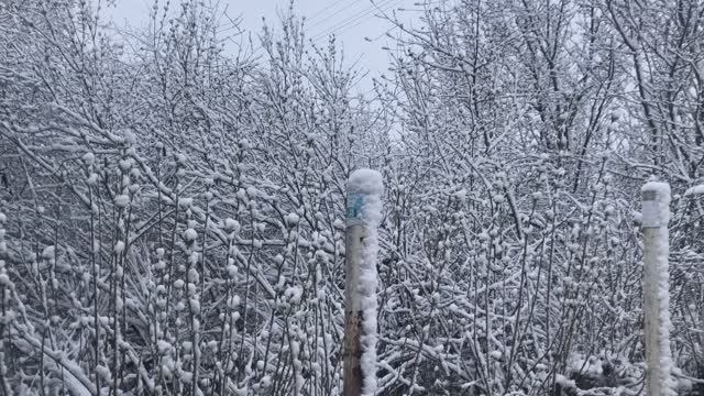 Пришла зима в апреле. Заморозки.