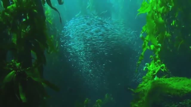 Красота подводного мира,