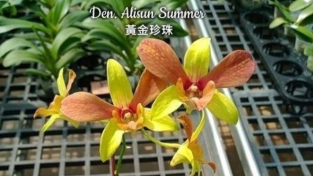 П-6. Ч-1. Новичок из шестой посылки. Часть 1