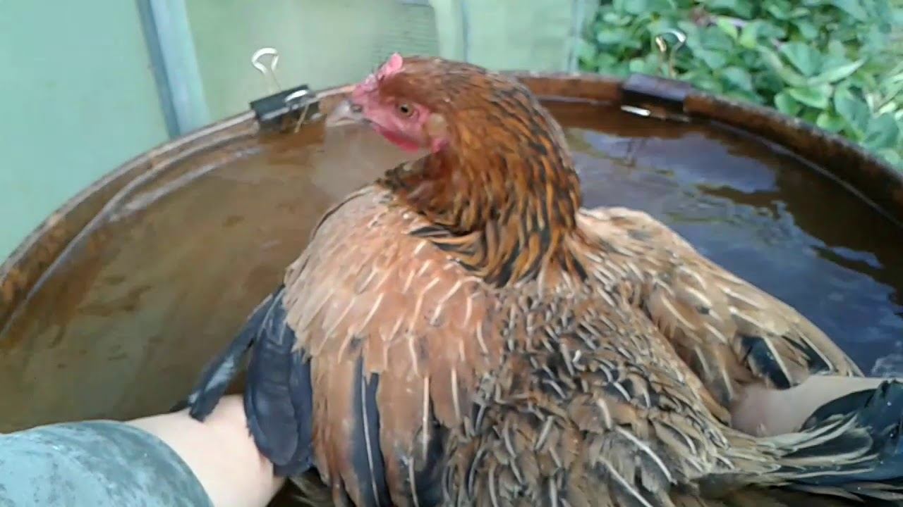 Купаю курицу-наседку  Охлаждаю.#курынесушки #куры #chicken #наседка