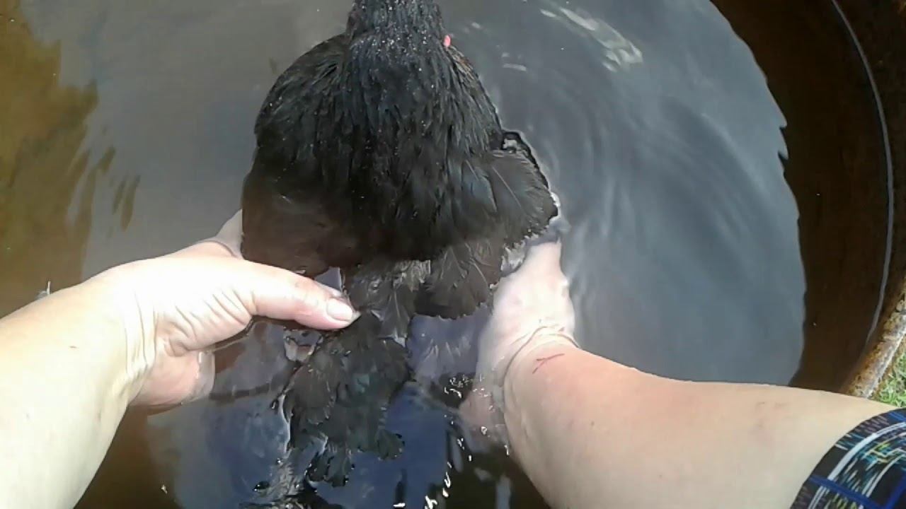 Нам не нужны цыплятаОхлаждаю курицу-наседку. #моехозяйство #цыплята #наседка #chicken #курынесушки