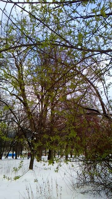 Молодо-Зелено. Зима напрасно злится, прошла её пора..