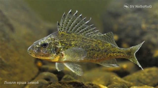 В каких местах водоёма зимой можно поймать Обыкновенного ерша (Eurasian ruffe), Gymnocephalus cernua