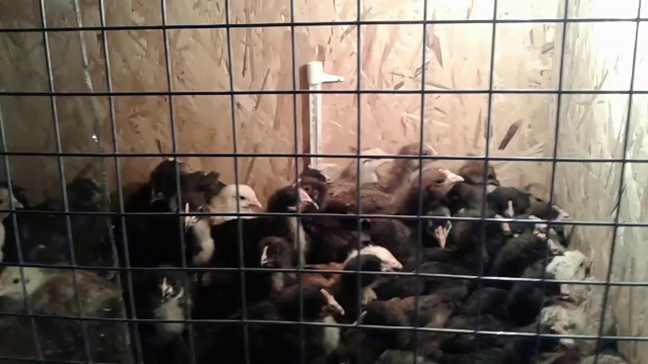 Котята цыплята брудер #кот #моипитомцы #цыплята #лечение #брудер #mypets #chikens #kitten #miserably