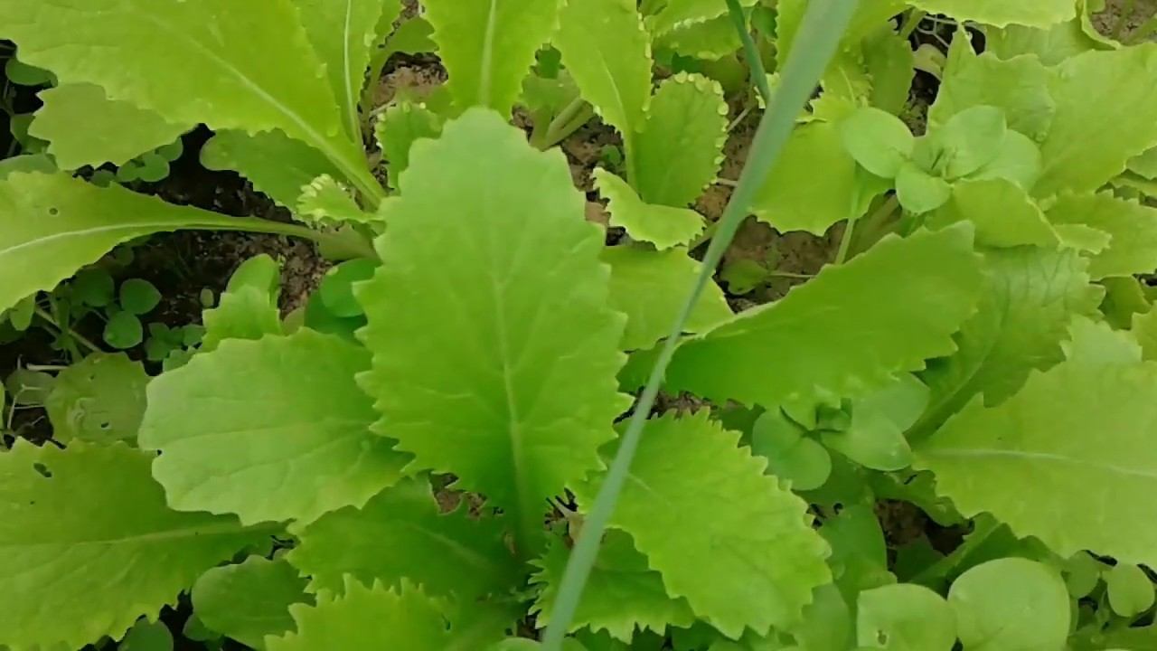 Высадка рассады капусты в ядрённую смесь #капуста #рассада #выращиваниекапусты #cabbage #gardening