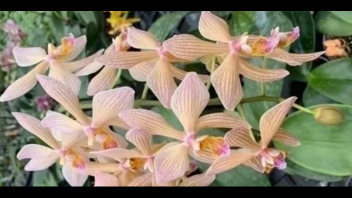 П-7. Ч-1. Распаковка седьмой посылки. Новички фаленопсисов. Часть 1.