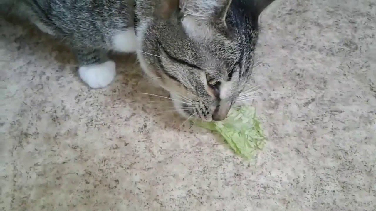 Кот ест капусту  #мойпитомец #кот #капуста #смешныеживотные #cat #mypet #funnyvideo