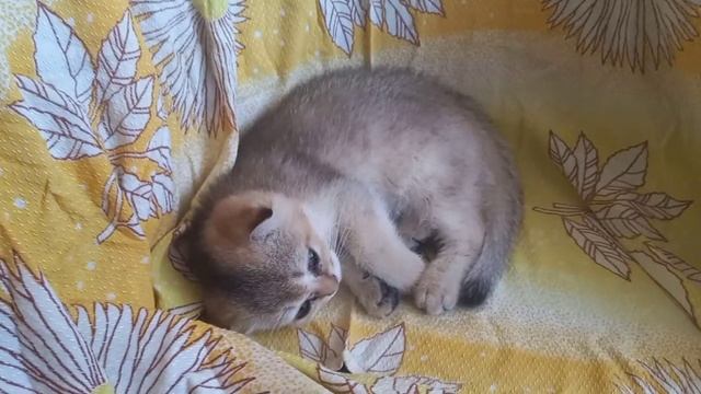 Мотина лень