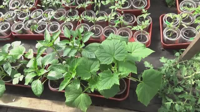 Пора высаживать огурцы в теплицу для получения раннего урожая.