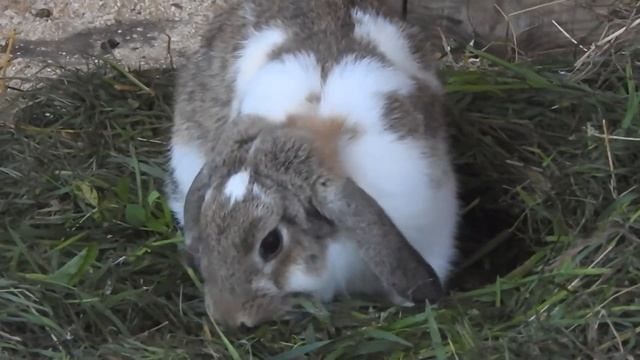 Ярославский зоопарк. Лето 2017.