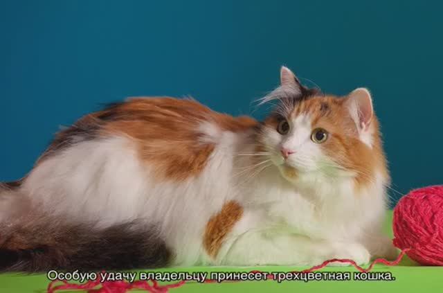 Как назвать трехцветную кошку-интересные варианты