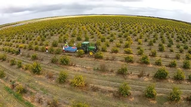 Как выращивают и обрабатывают гранаты