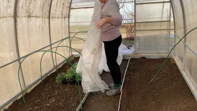Что на ужин?Первые посевы/ Доп.укрытие/Теплица/