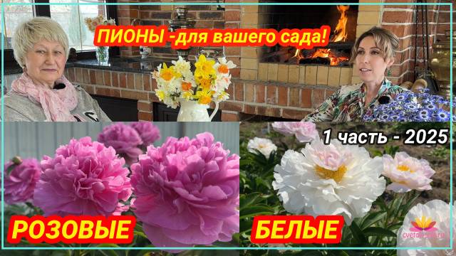 Посиделки у камина. Часть 21. Белые и розовые пионы! / Сад Ворошиловой