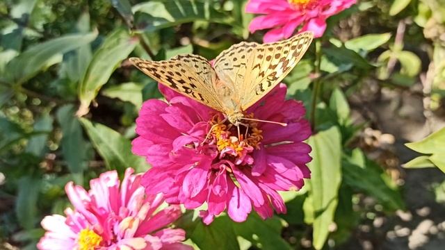 9504014-hd_1920_1080_30fps