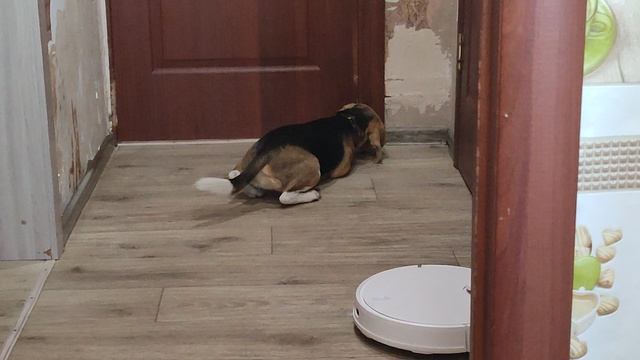 Ася и ремонт. Собака. Бигль.