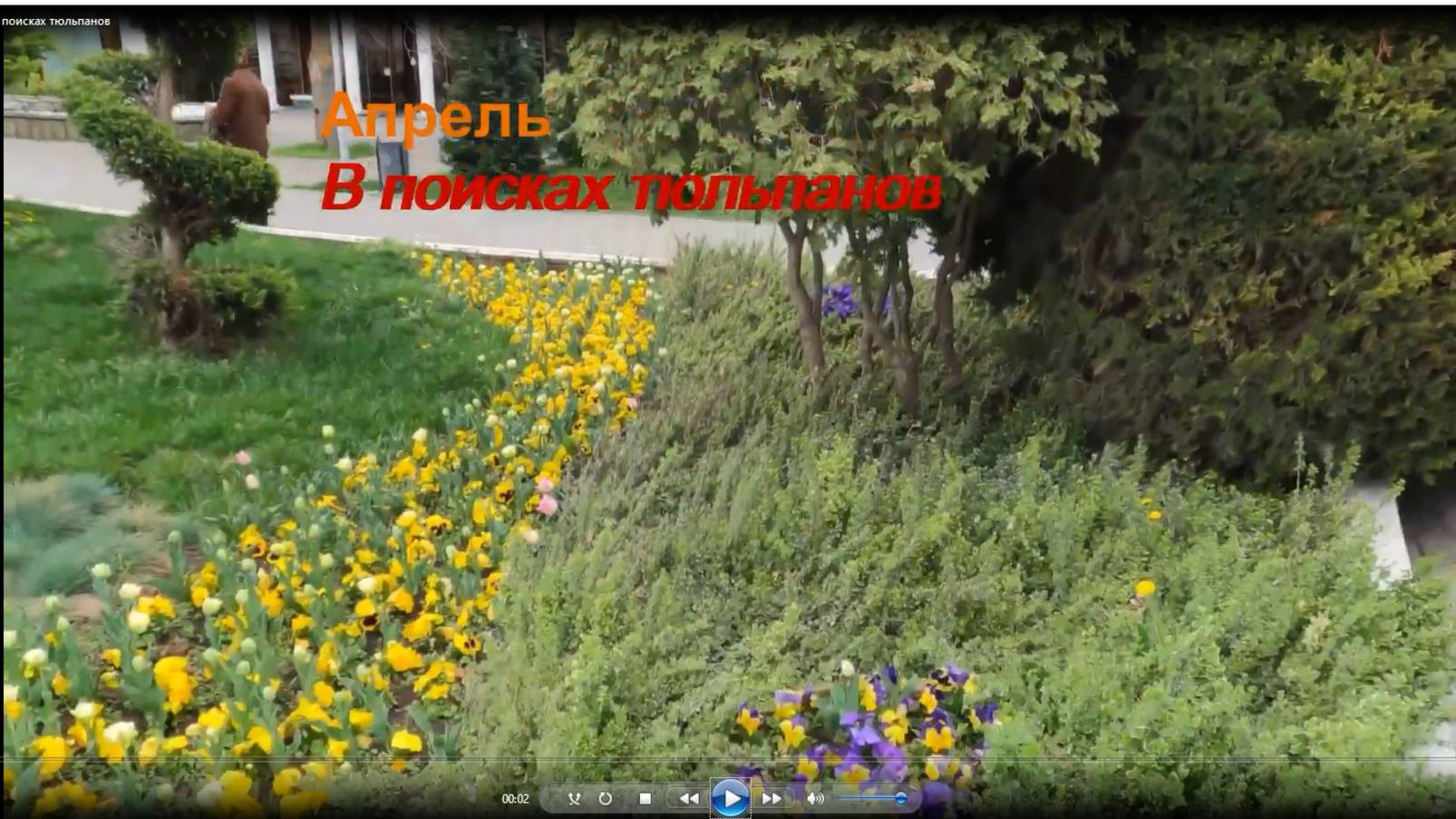 Анапа. В поисках тюльпанов