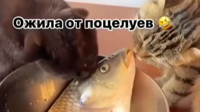 ЛЕДИ ТОЛСТОЛОБОВА