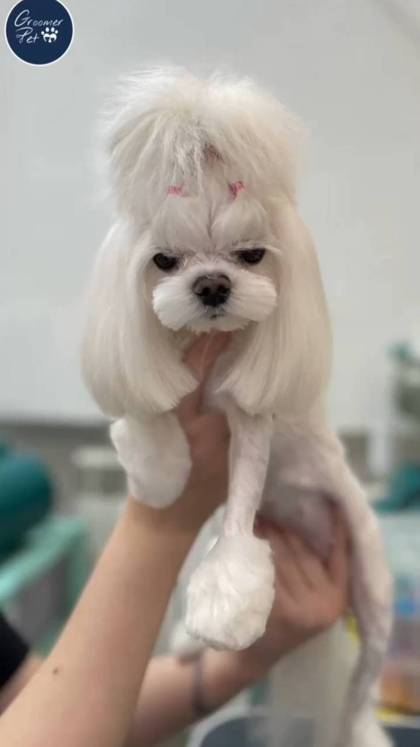 Мальтийская болонка: интересные факты о породе #мальтезе #мальтийскаяболонка #стрижкасобак