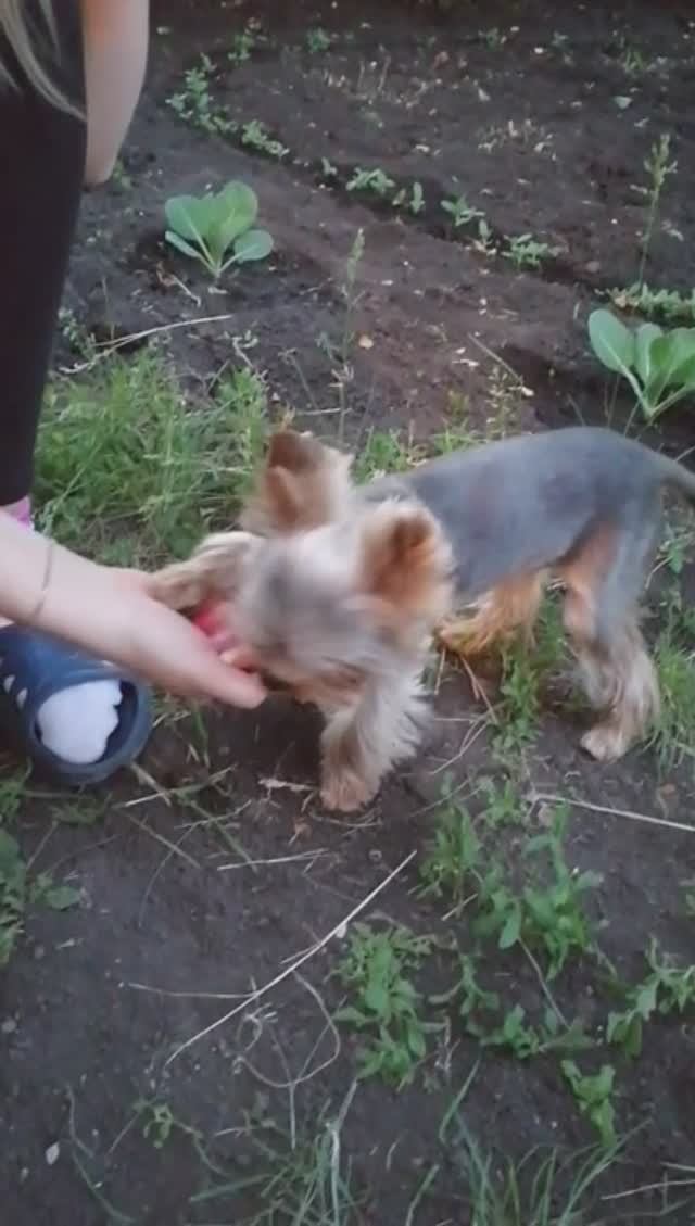 Комнатная, умная собачка Монти уже знает некоторые команды.