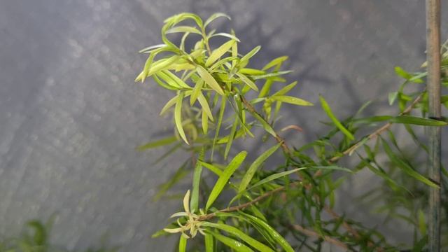 Мелалеука СП 16