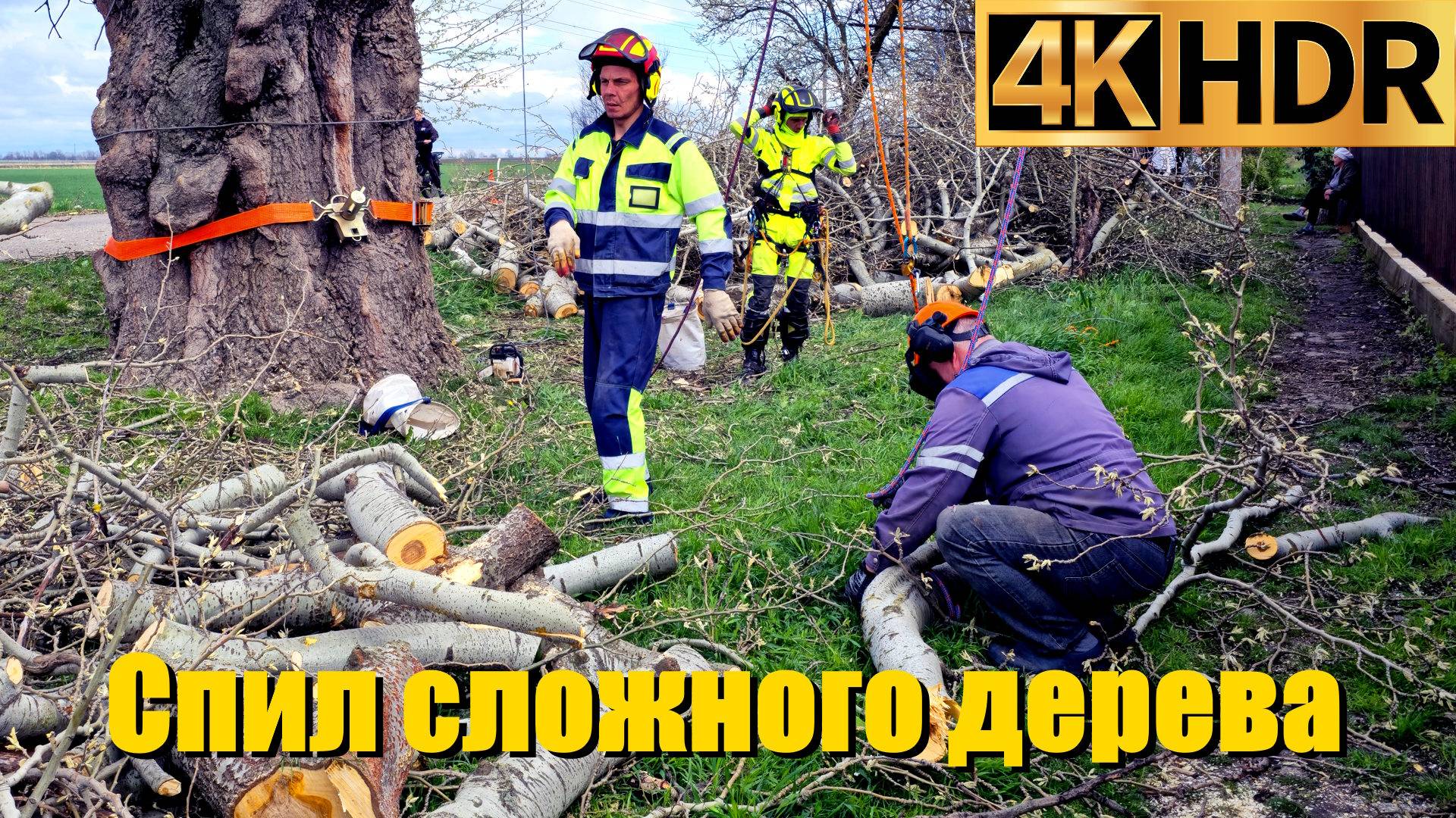 Профессиональное удаление сложного дерева в хуторе Крикуна Красноармейского района