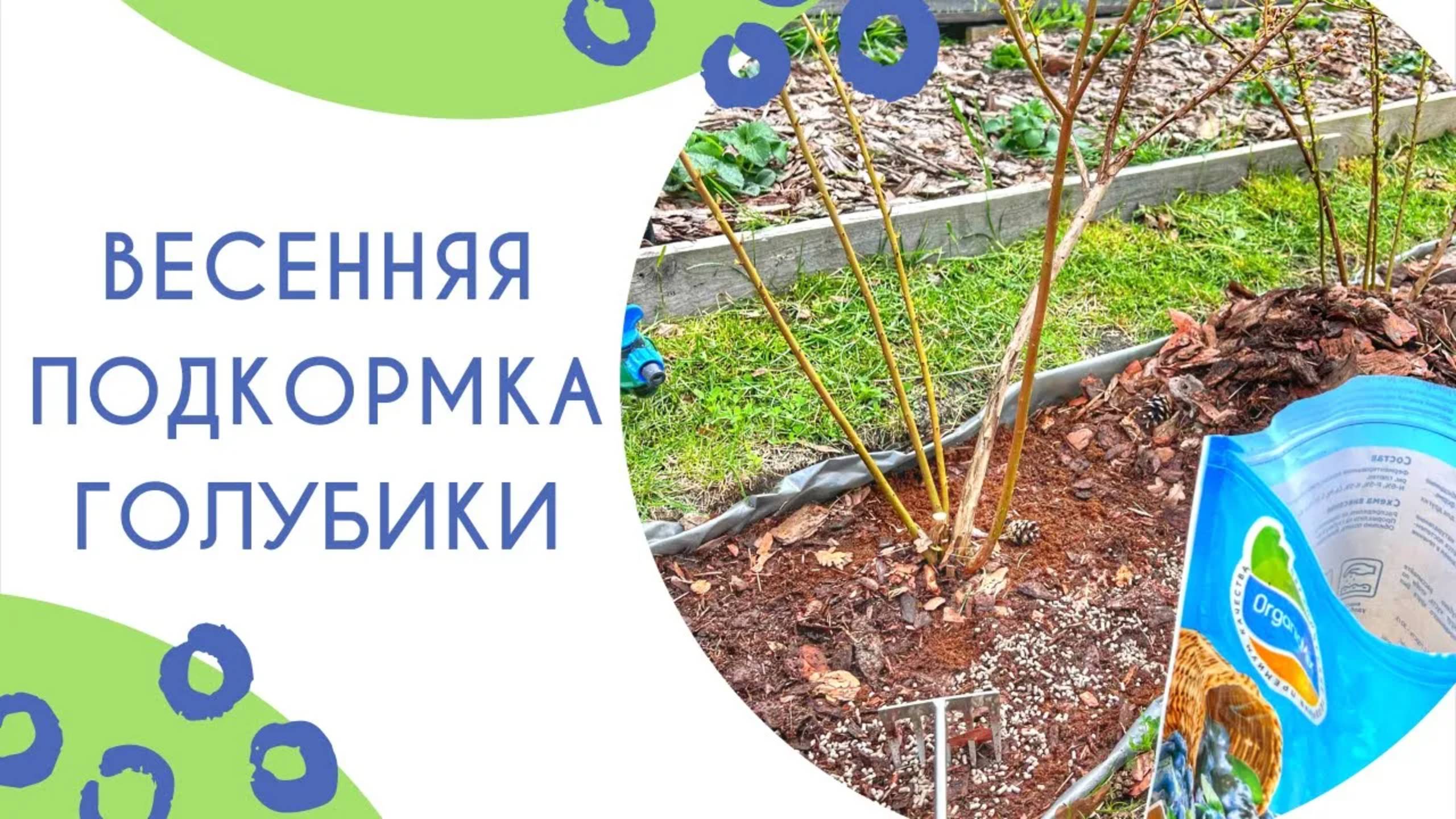 Как и чем удобрять голубику|Измеряем кислотность почвы