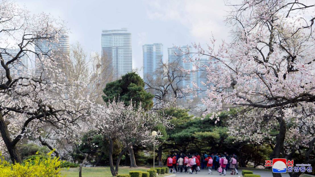 평양에 꽃이 피였다. Весна в Пхеньяне.
