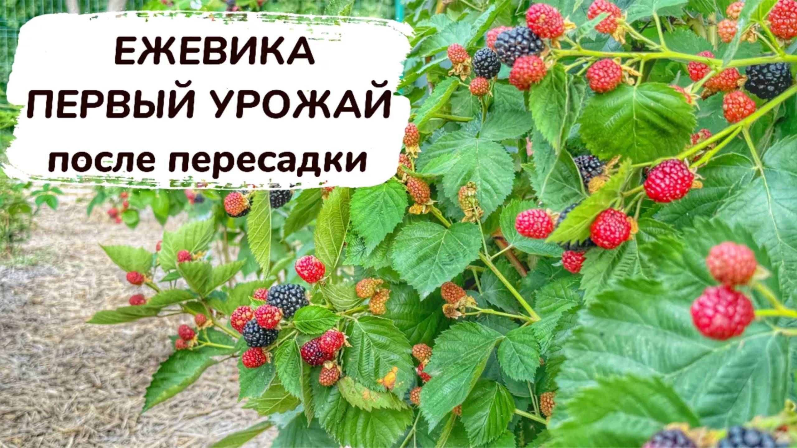 Первый урожай ежевики на новом месте после пересадки